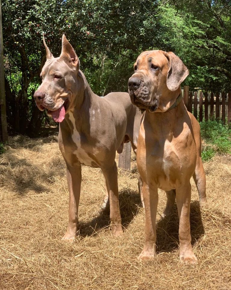 Night Magic Danes – Great Dane adoption