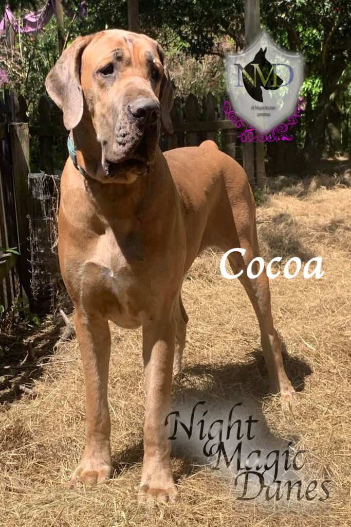 Planned Breedings – Night Magic Danes