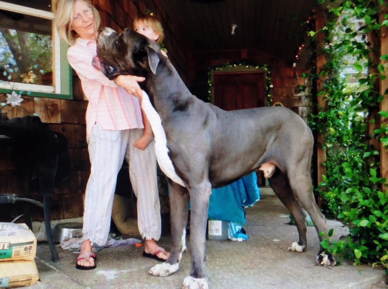 Night Magic Danes – Great Dane adoption
