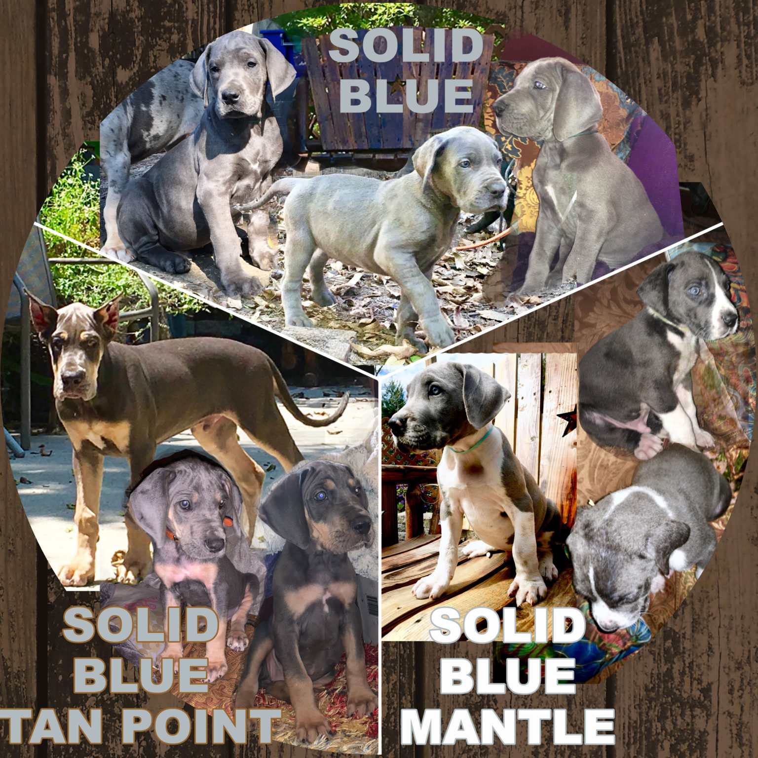 Prices and Information – Night Magic Danes