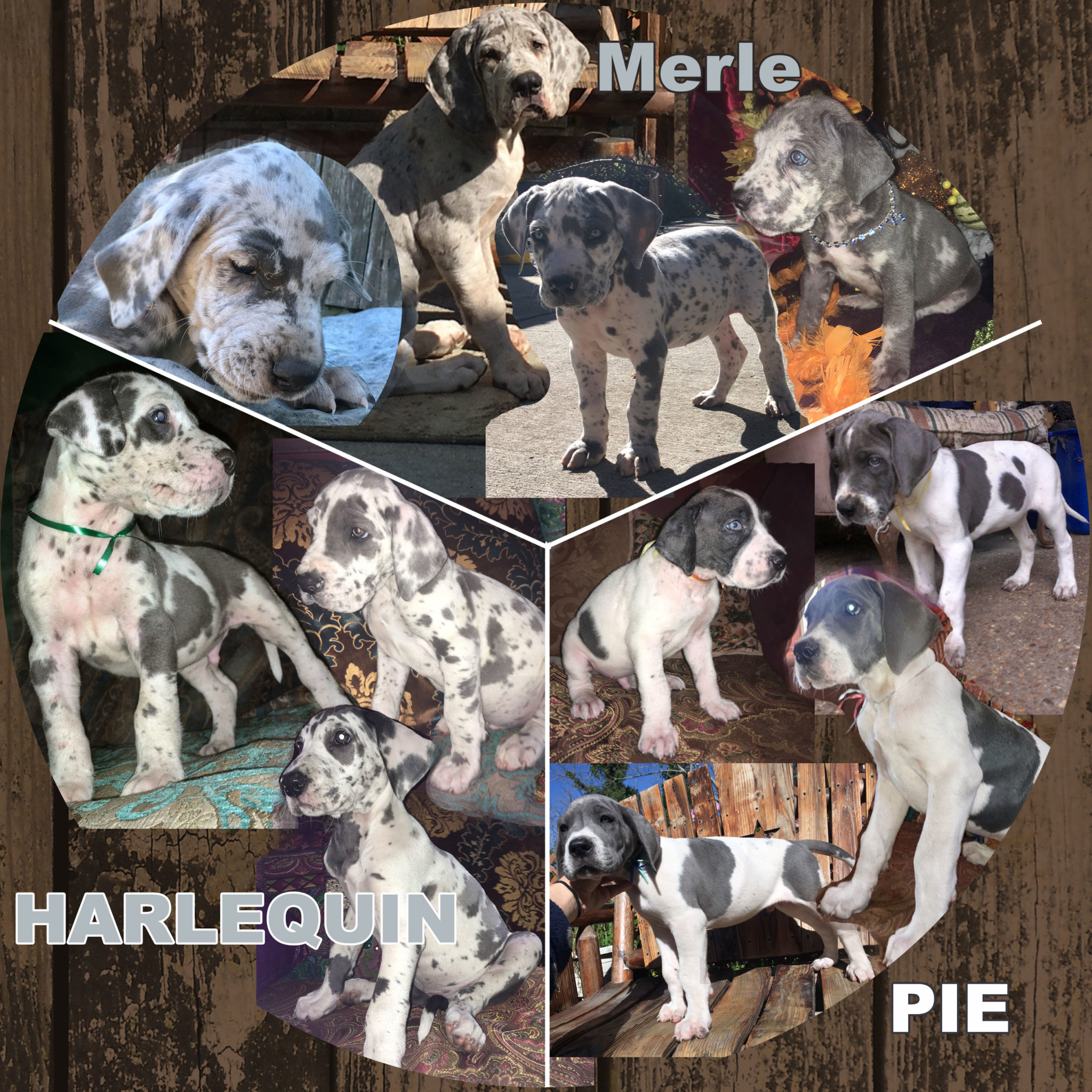 Prices and Information – Night Magic Danes