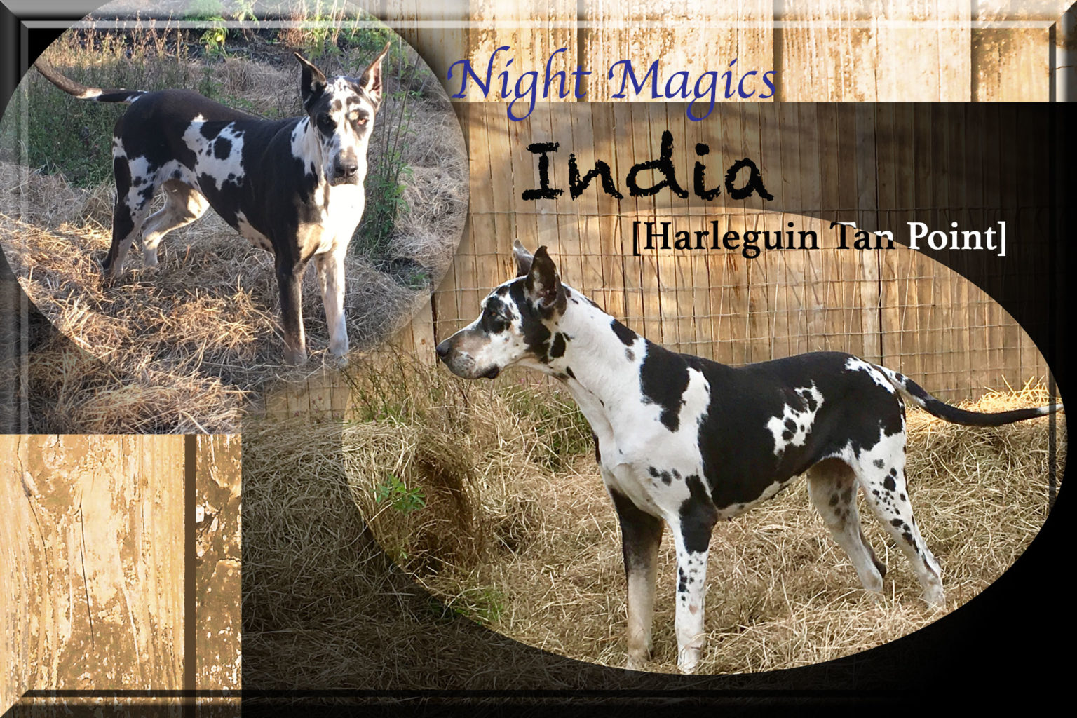 Adult Dogs Retired – Night Magic Danes
