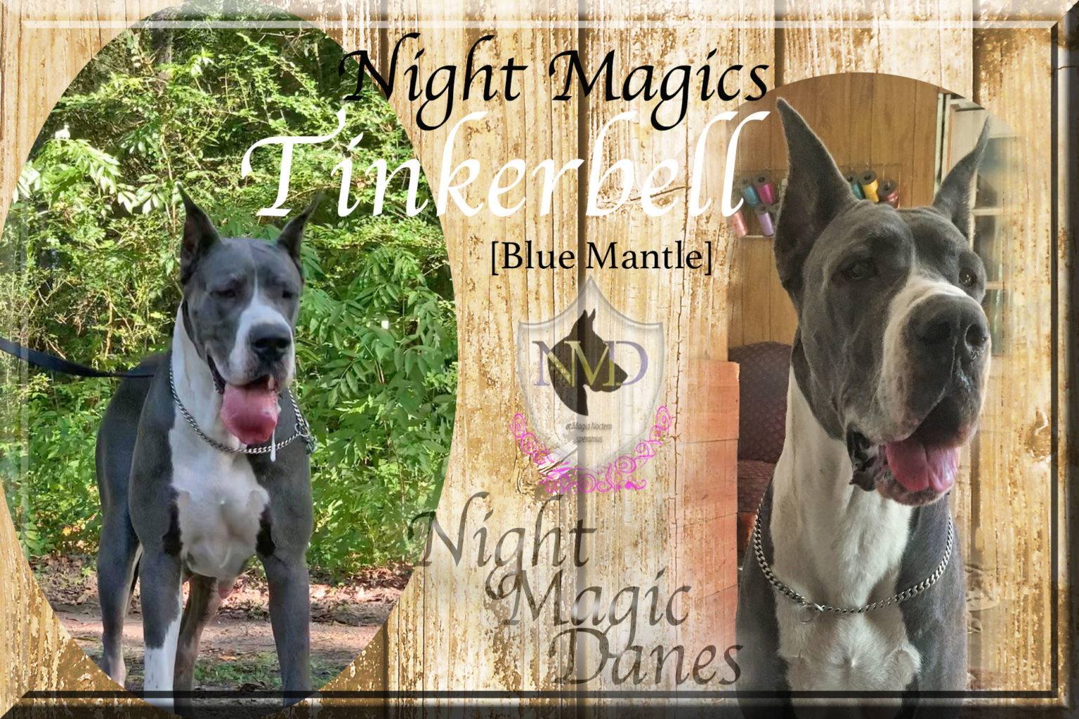 Adult Dogs Retired – Night Magic Danes