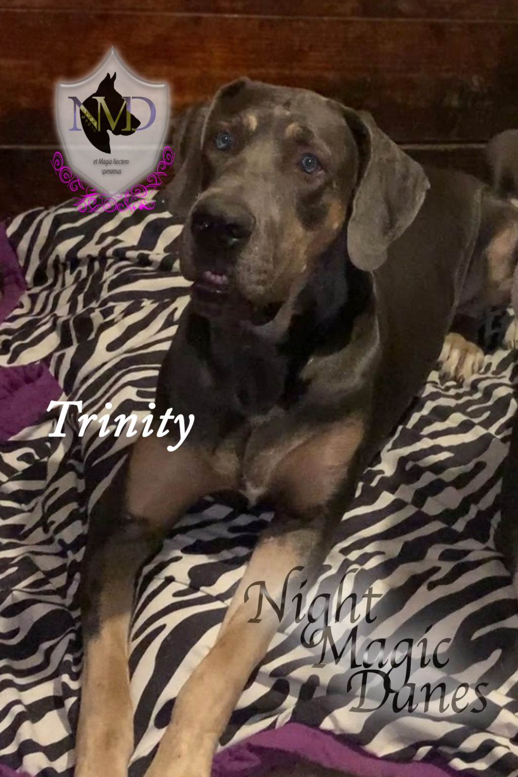 Adult Dogs Retired – Night Magic Danes