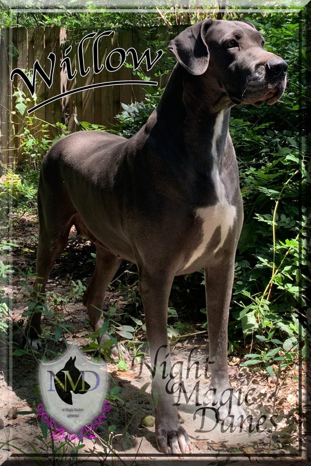 Adult Dogs Retired – Night Magic Danes