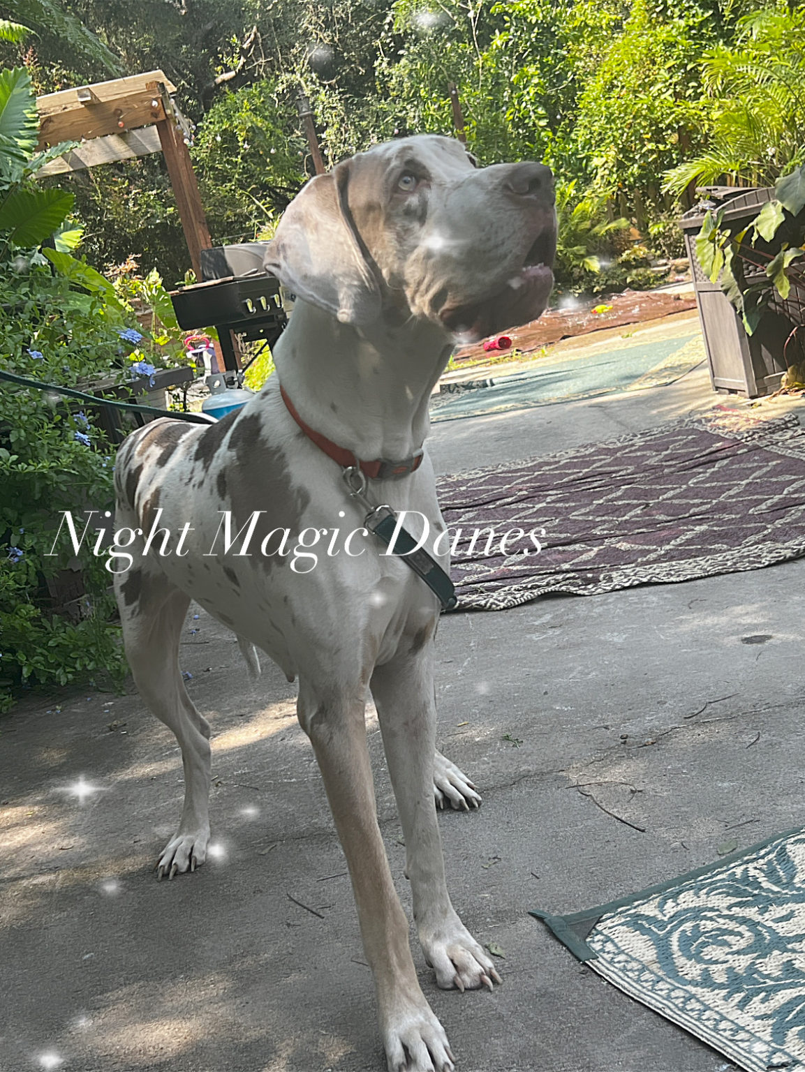 Adult Dogs Females – Night Magic Danes
